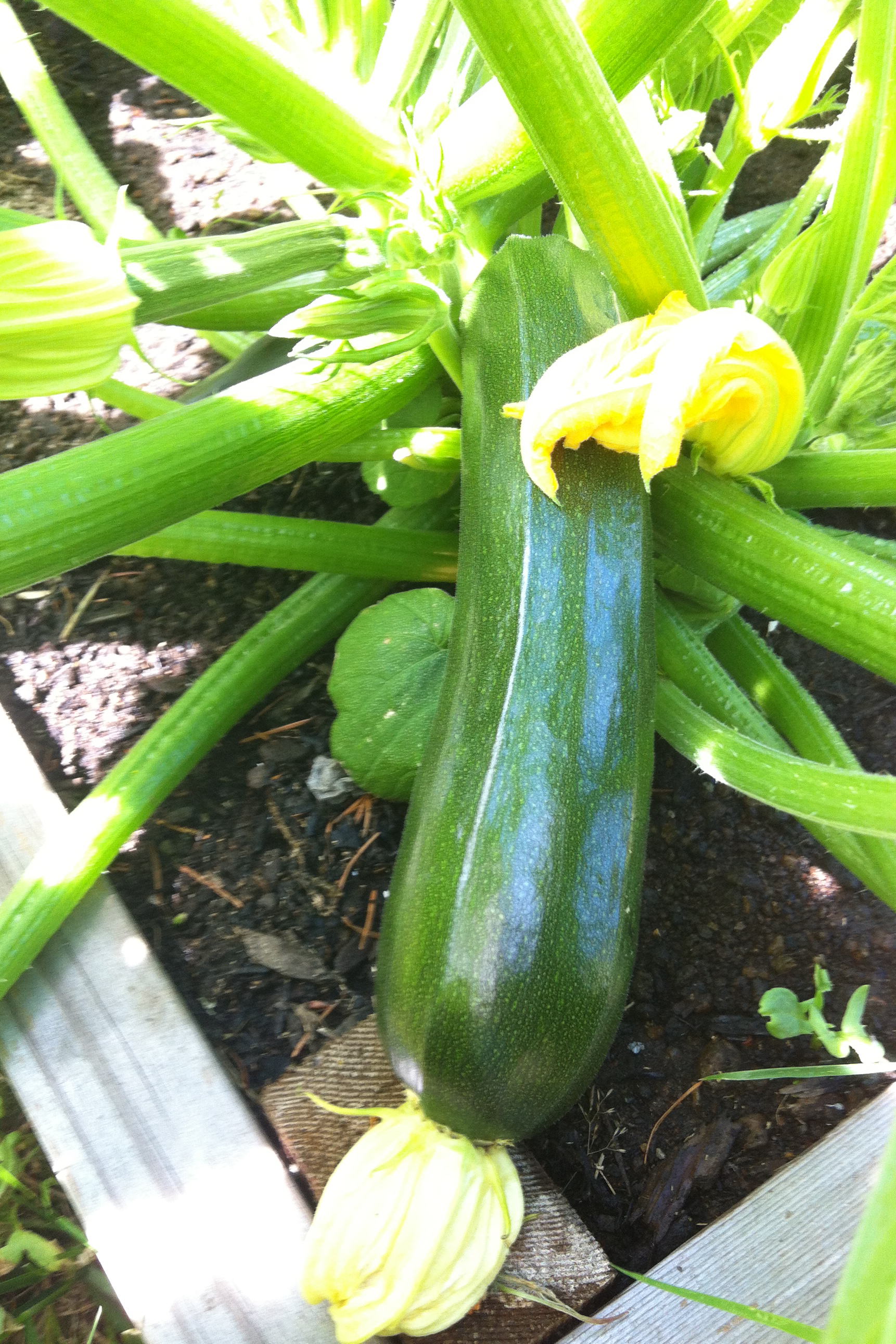 zucchini plant - Kingfisher Wilderness Adventures Kayak Tours