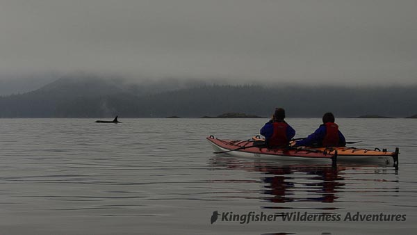 Kayak With Whales - Kingfisher Wilderness Adventures Kayak Tours