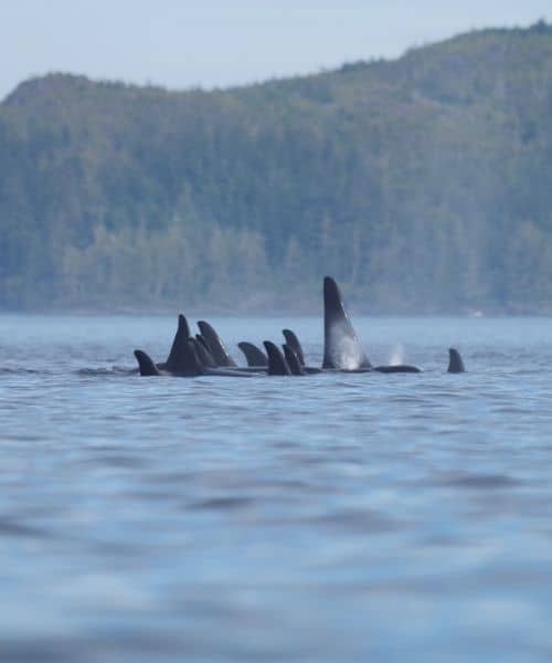 Kayak With Whales Kayak Tour - Kingfisher Wilderness Adventures