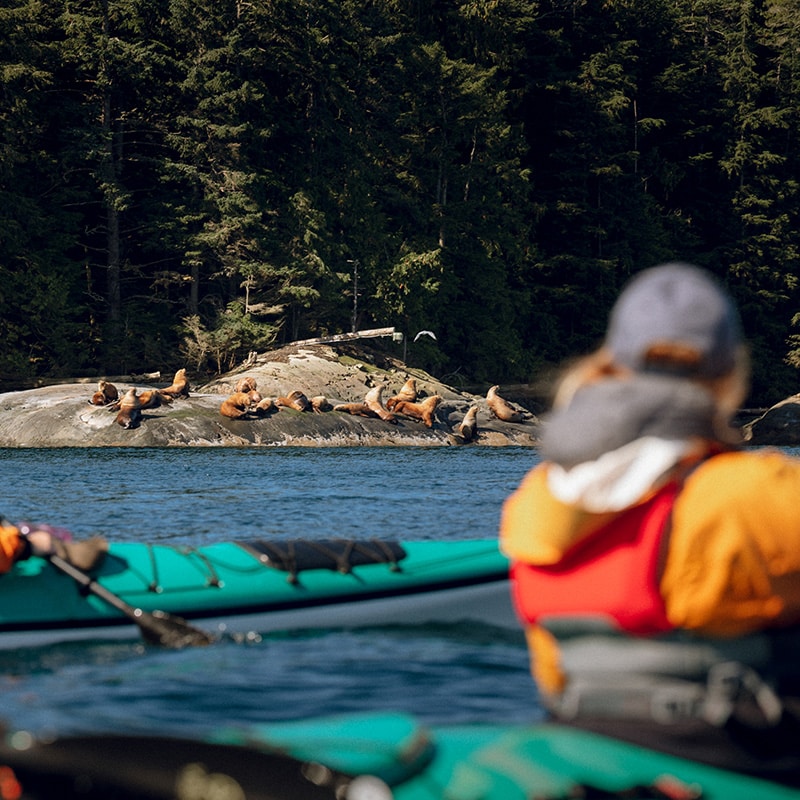 Kayaking With Steller Sea lions - Kingfisher Wilderness Adventures ...